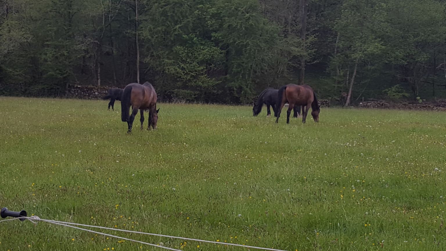 LIVERY - Witherslack Riding School
